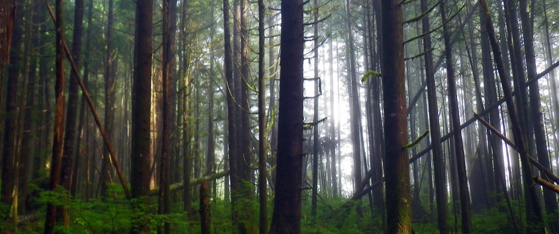 First Nations push for greater share of forestry tenures as policies ...